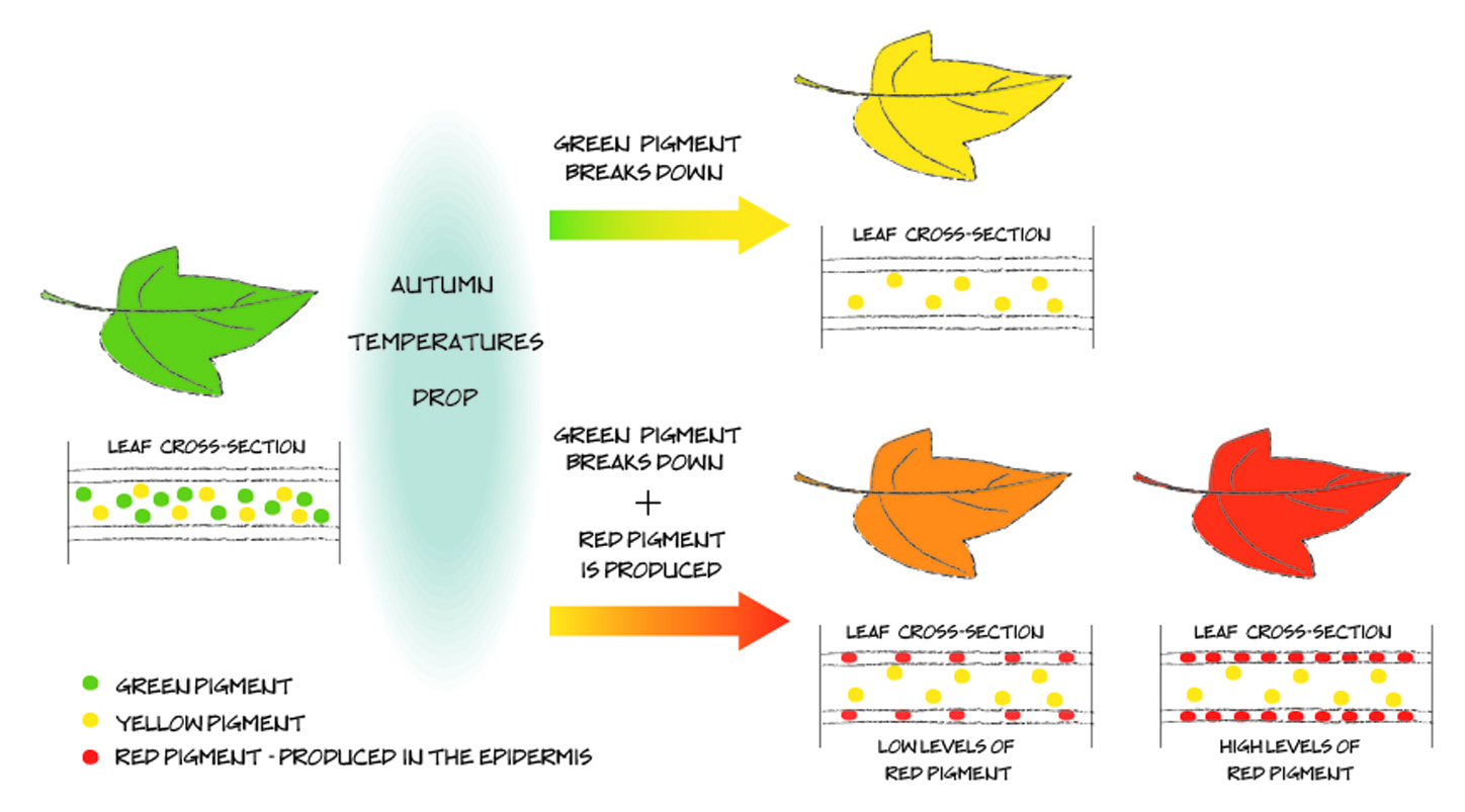 Why Leaves Change Colour in Autumn | めぐりジャパン